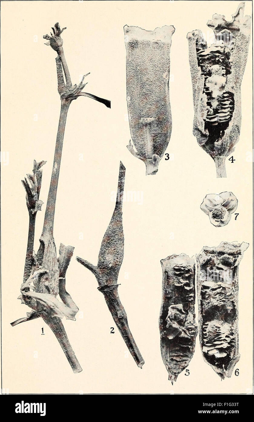 This 1909 publication focuses on the cotton boll weevil and its impact ...