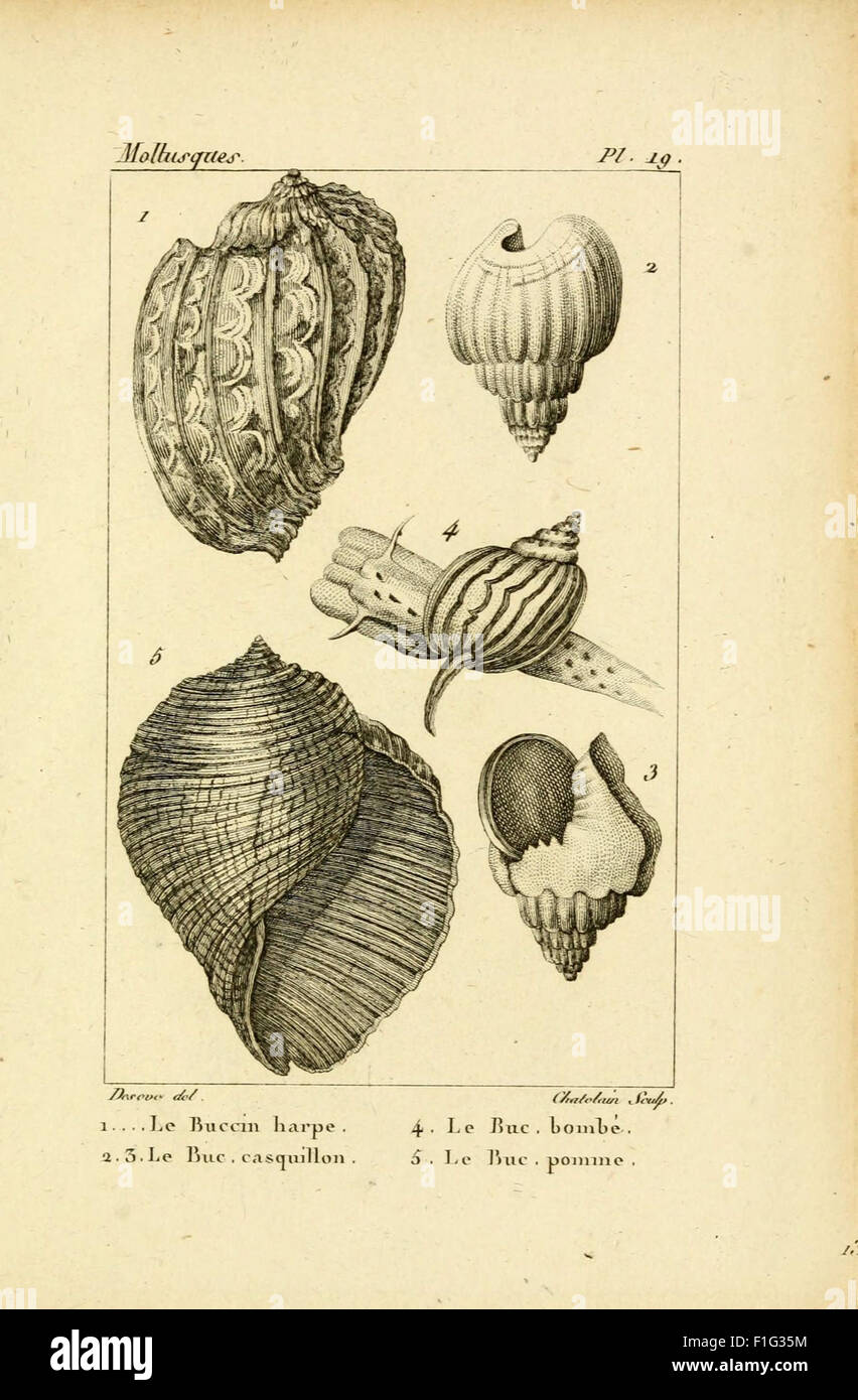 *Atlas des Mollusques* (Pl. 19) is a detailed depiction of mollusk ...