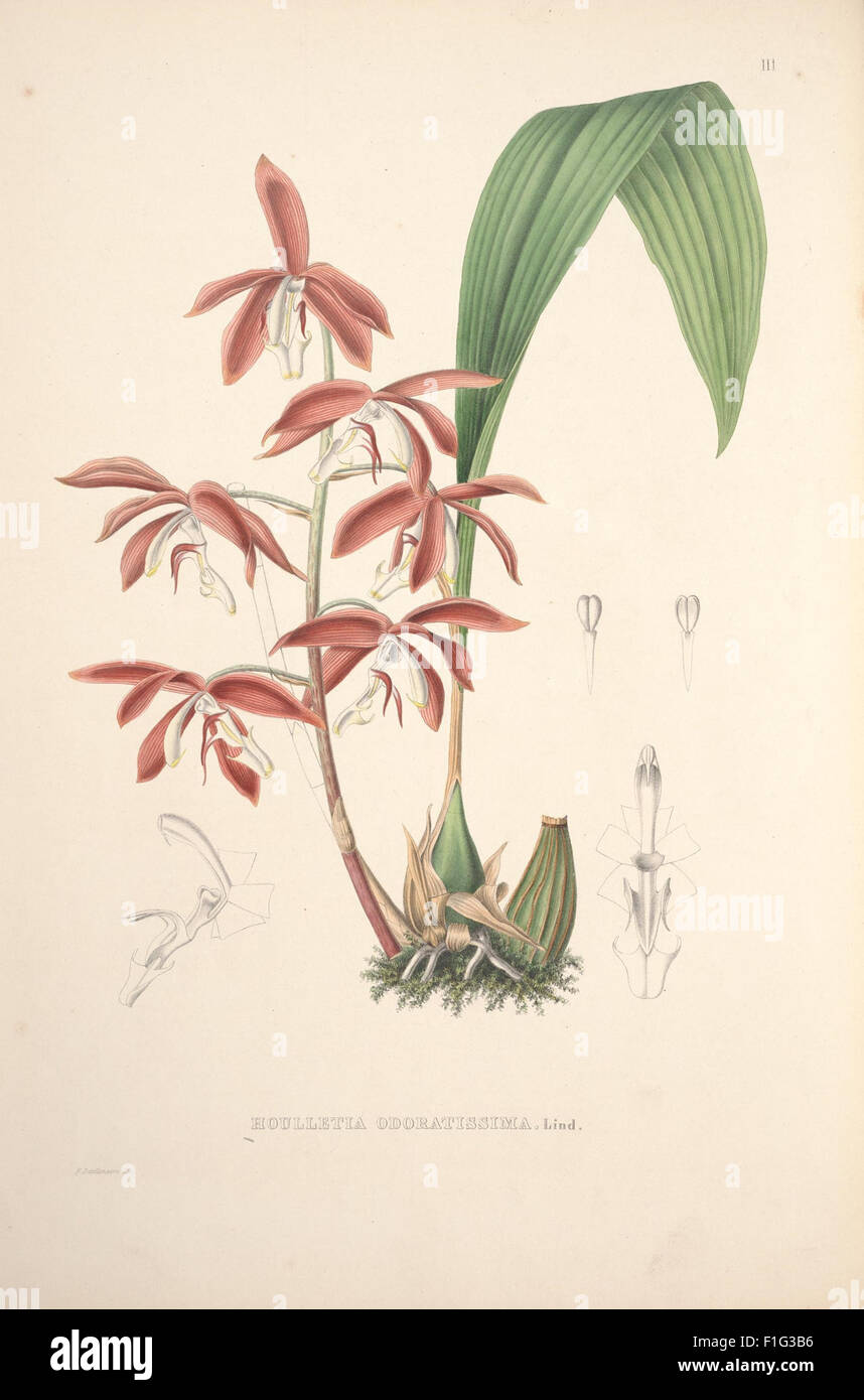 *Pescatorea* (Plate III) is a botanical illustration from a historic ...