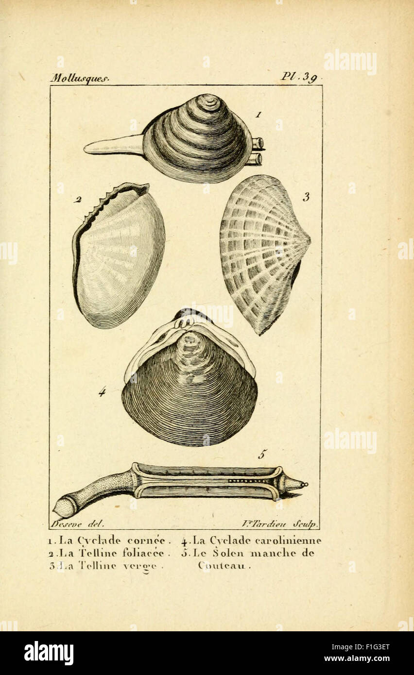An illustration from the *Atlas des Mollusques*, depicting various ...