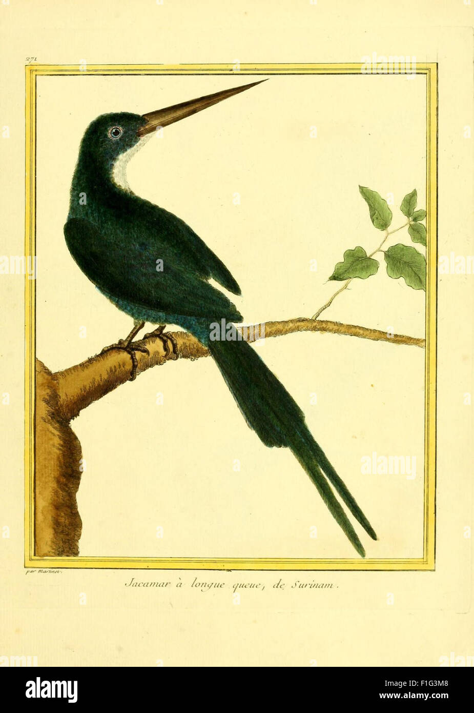 This work features beautifully illuminated natural history plates ...