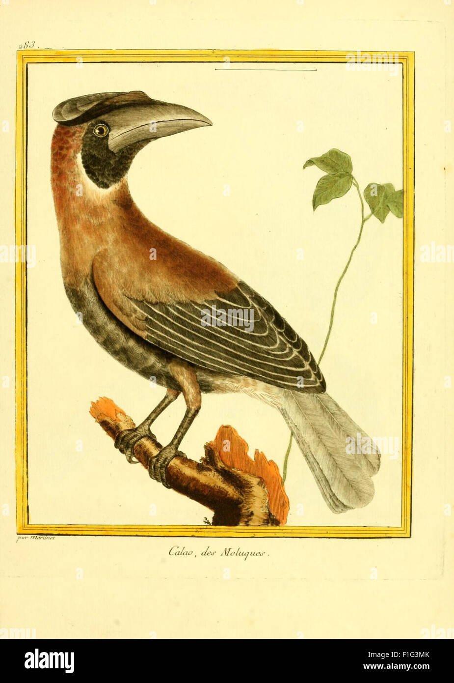 This work features hand-colored illustrations of birds, showcasing the ...