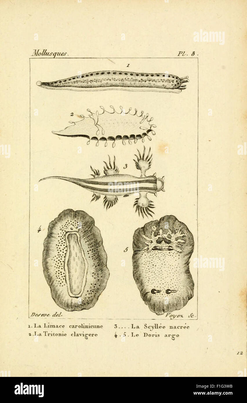This plate from the 'Atlas des mollusques' provides detailed ...