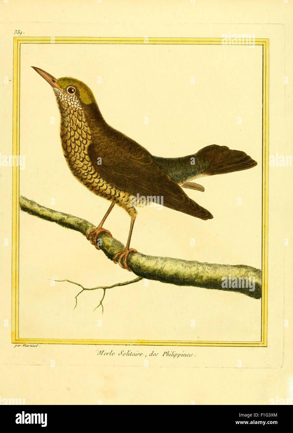This 18th-century illuminated manuscript features natural history ...