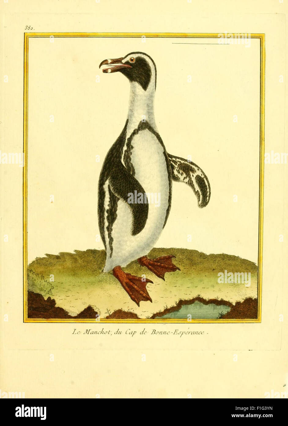 A collection of illuminated plates showcasing various animals ...