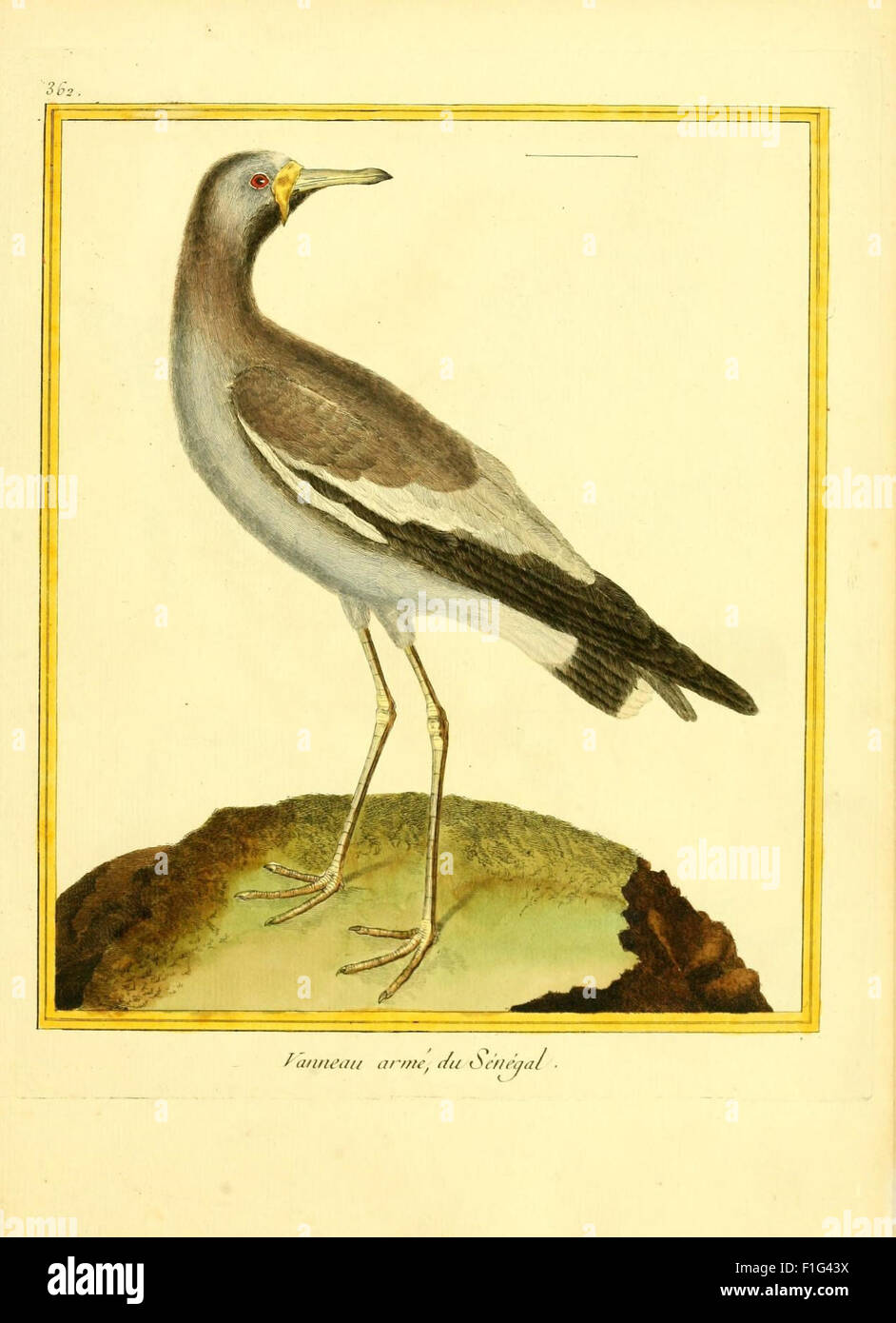 An ancient illustrated work showcasing natural history through detailed ...