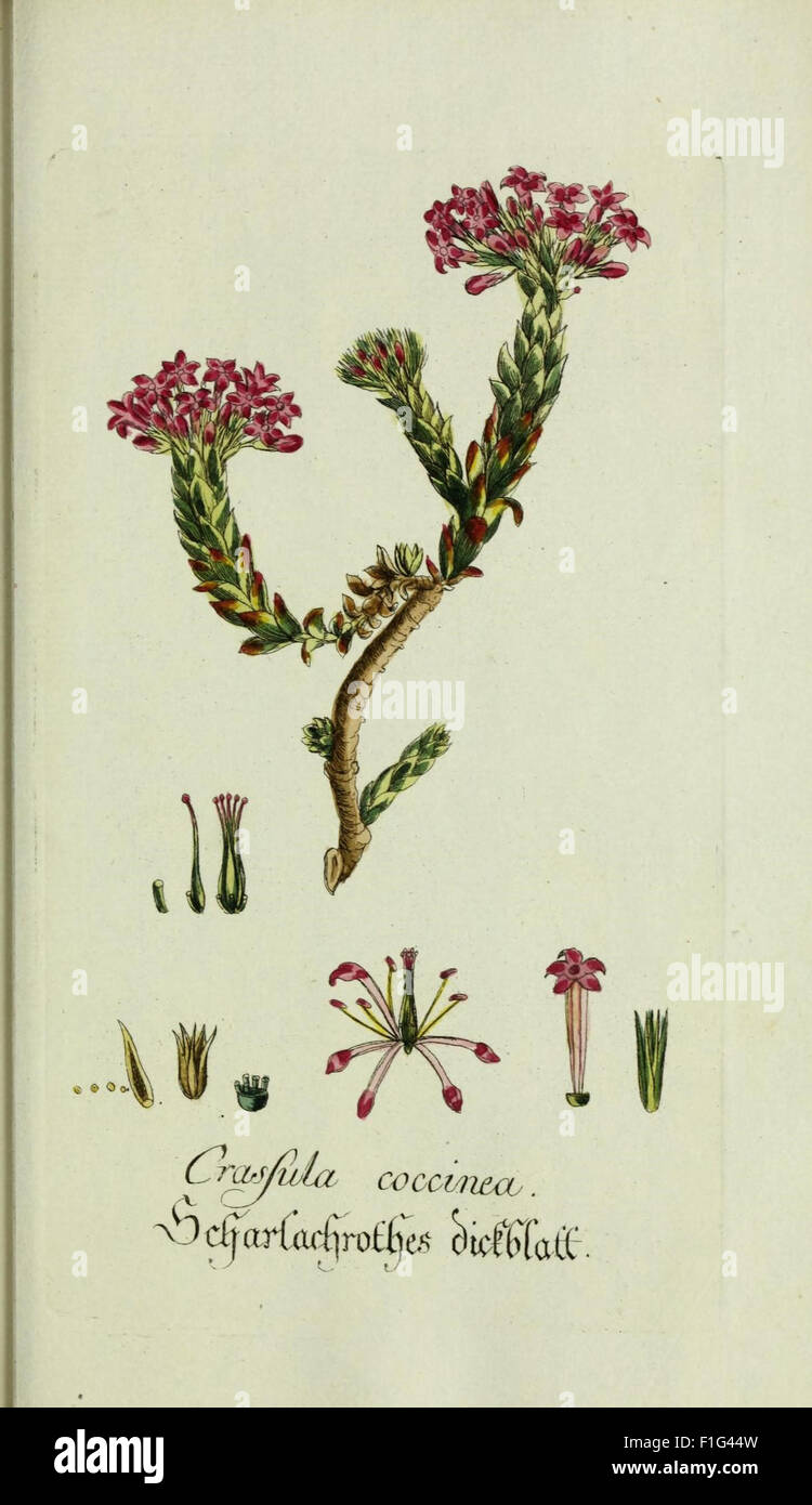 A botanical work featuring native and exotic plants, this illustrated ...