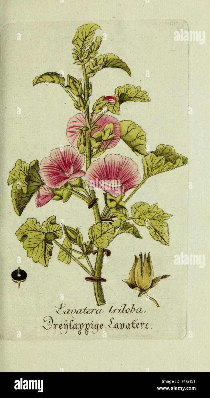 A collection of painted illustrations of native and exotic plants ...