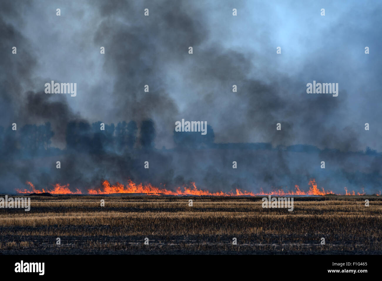 Fire on wheat field close up Stock Photo - Alamy