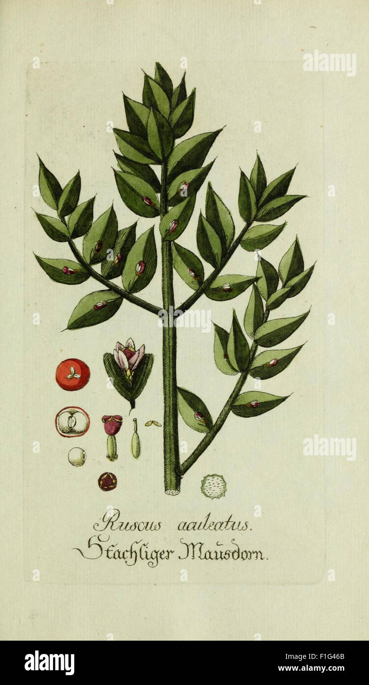 This botanical work showcases hand-colored illustrations of indigenous ...