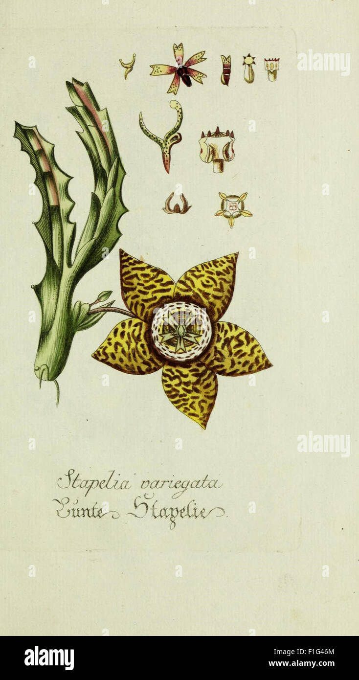 A botanical illustration book featuring indigenous and exotic plants ...