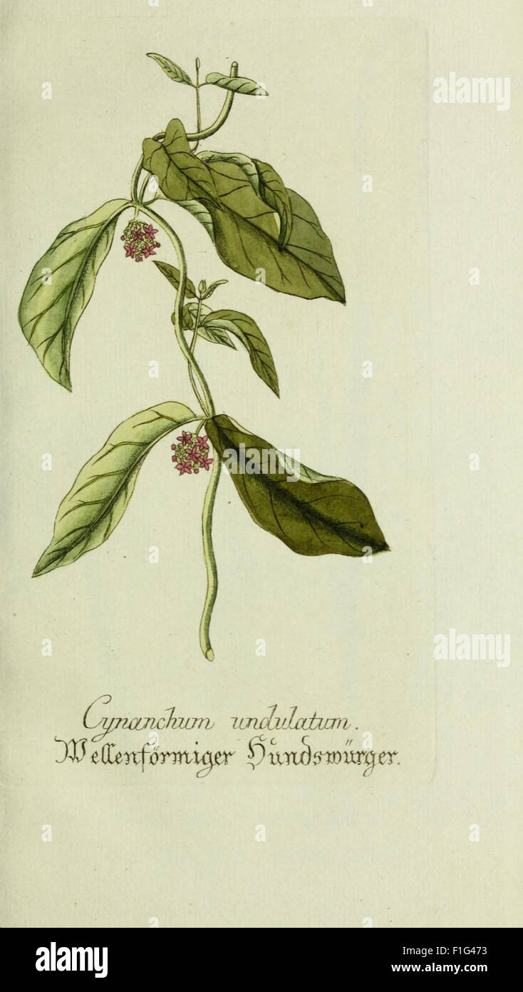 This collection of hand-colored botanical illustrations showcases both ...