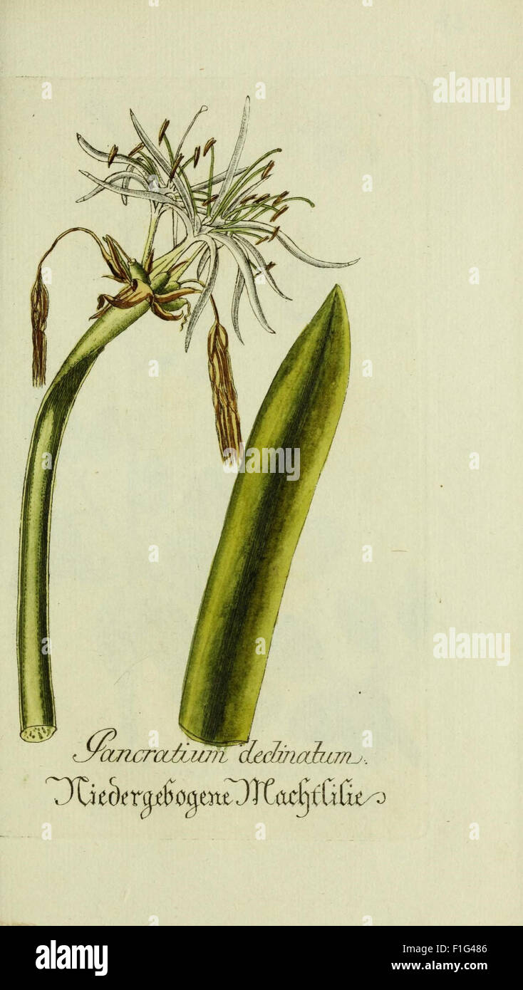 'Plantarum Indigenarum et Exoticarum Icones' is a botanical compilation ...