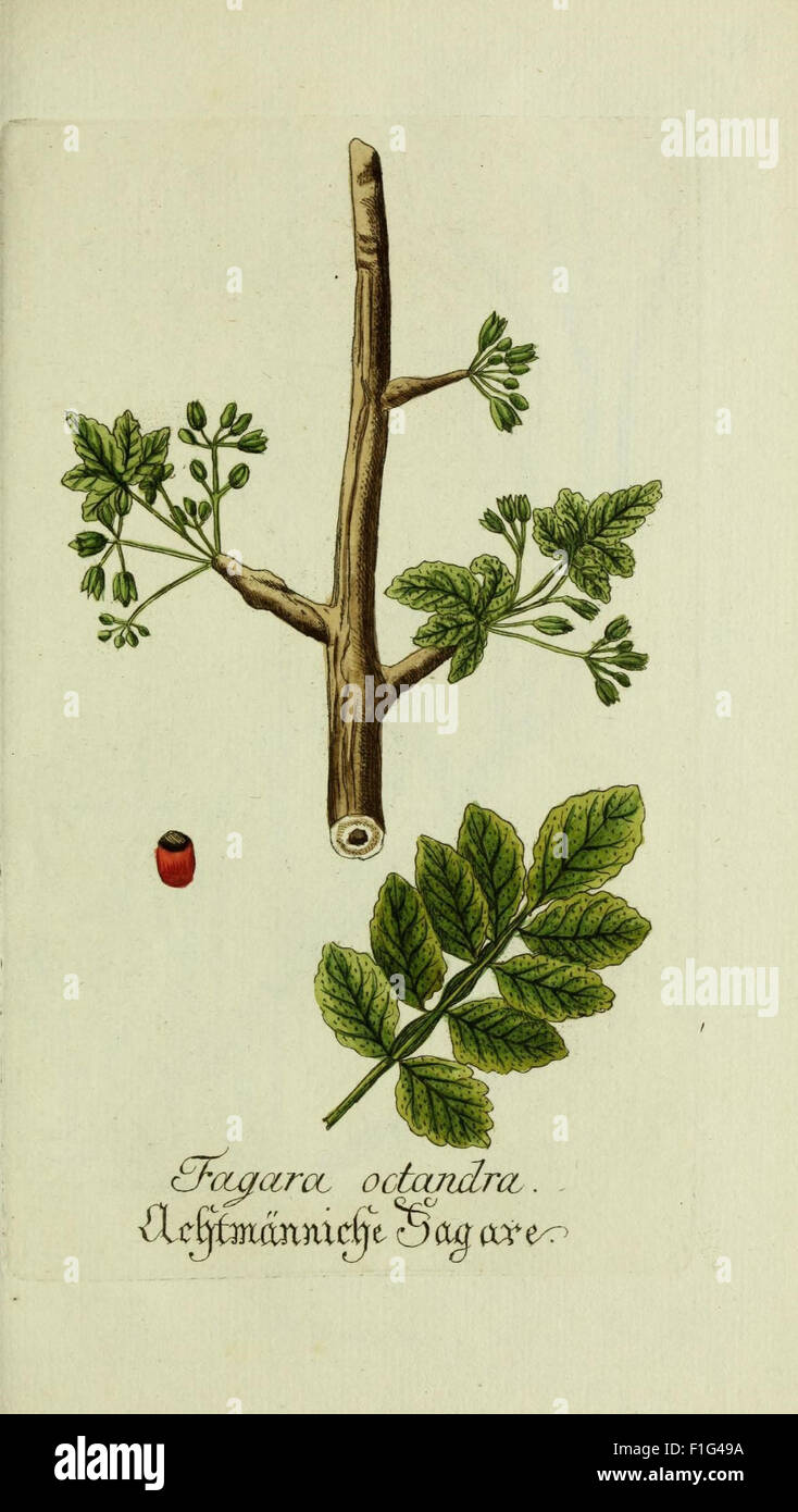 This botanical work illustrates both indigenous and exotic plant ...
