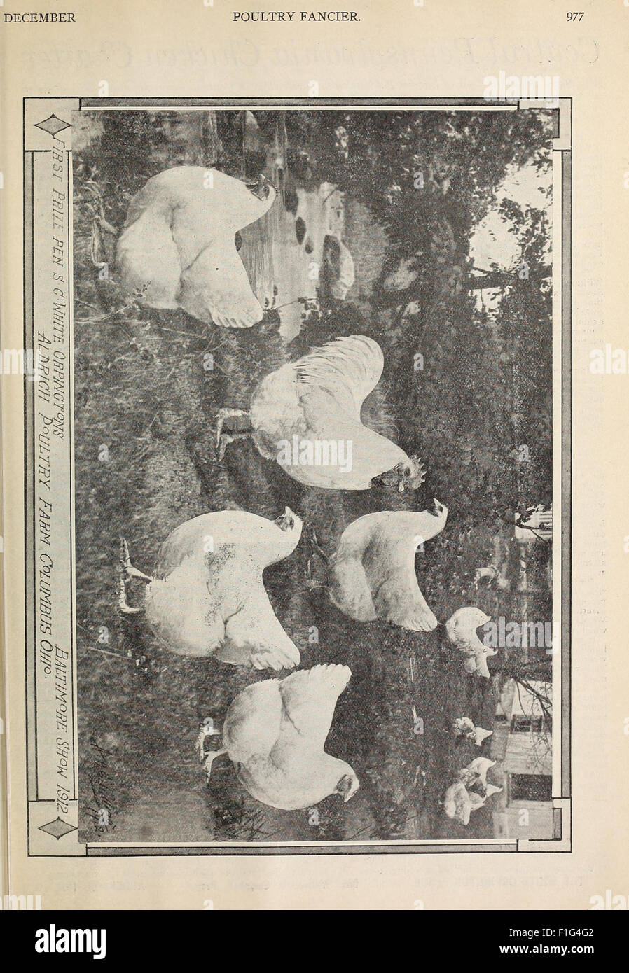 'Poultry Fancier' (1912) is a guide dedicated to the care and breeding ...