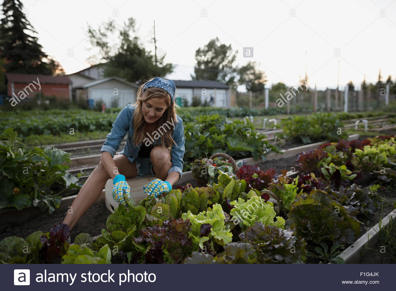 Woman tending vegetable garden hi-res stock photography and images - Alamy