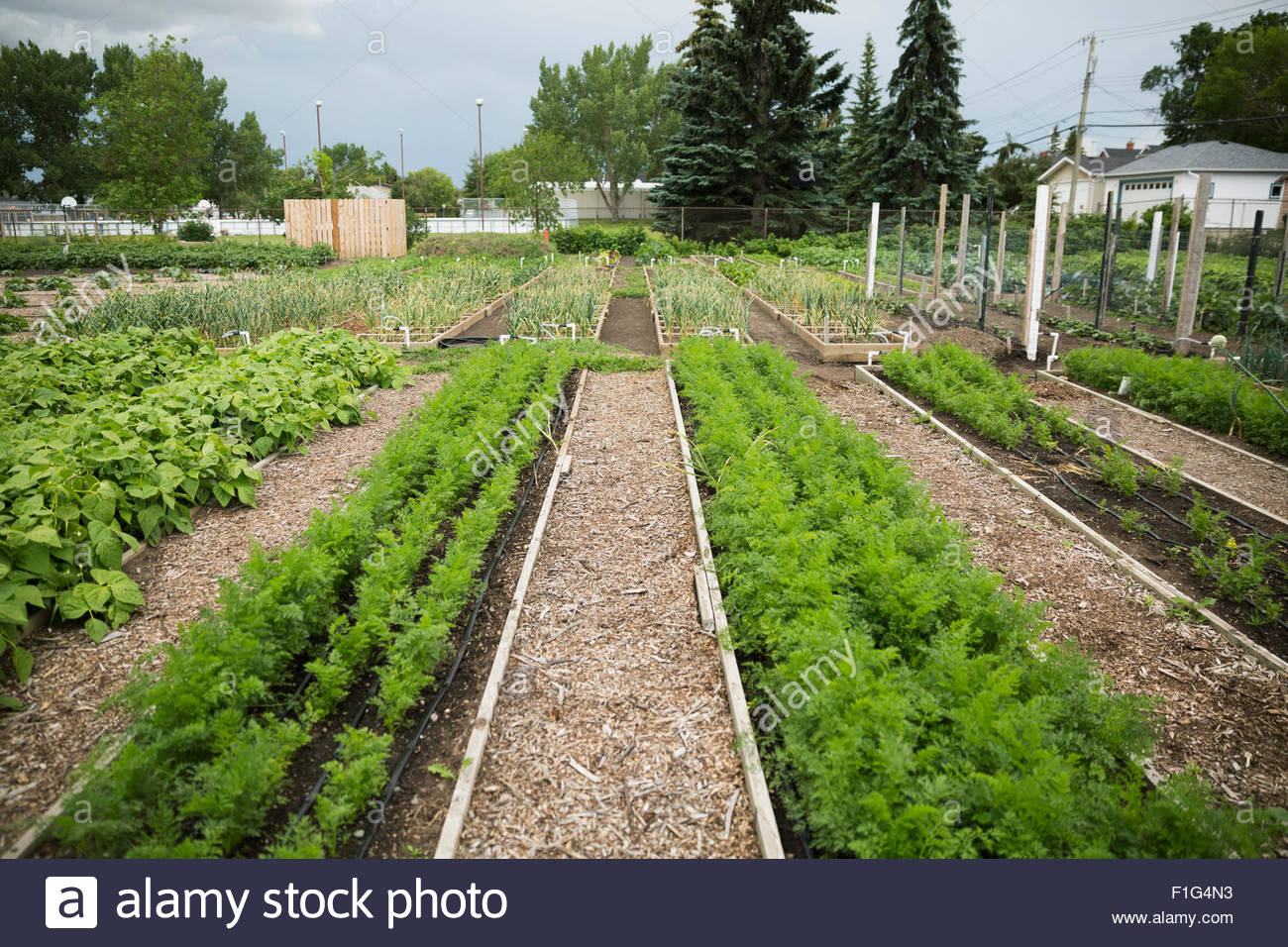 Rows of plants hi-res stock photography and images - Alamy