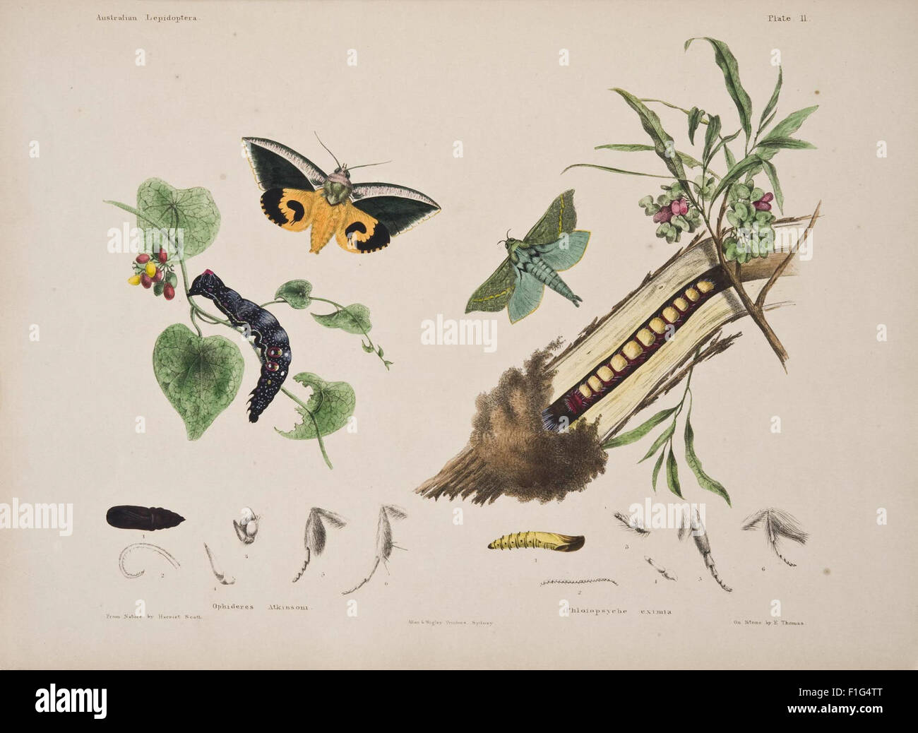 *Australian Lepidoptera and Their Transformations* offers a ...