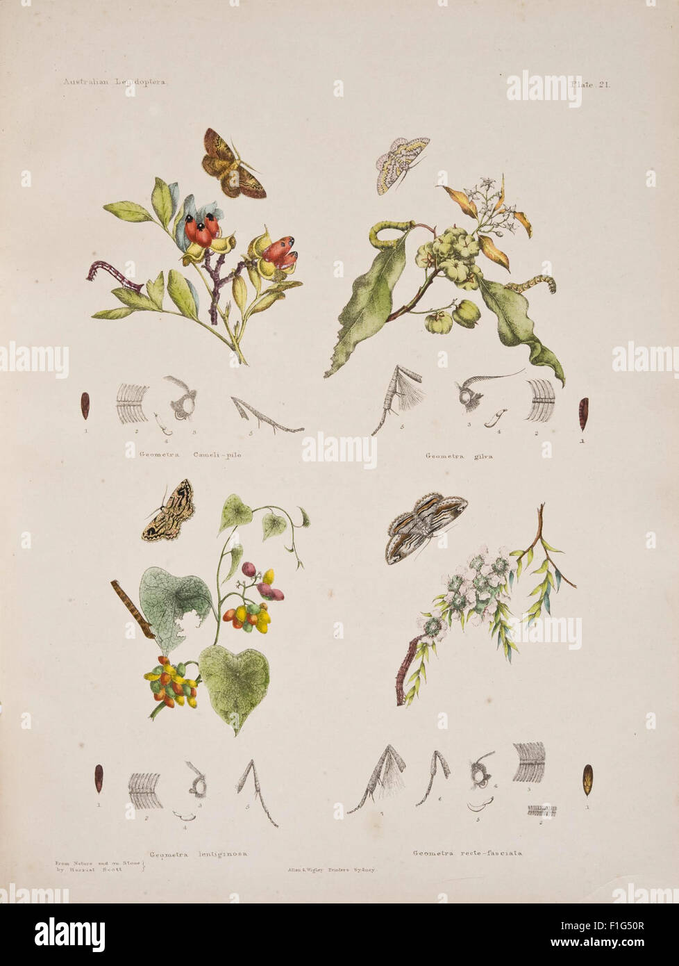 *Australian Lepidoptera and Their Transformations* features detailed ...