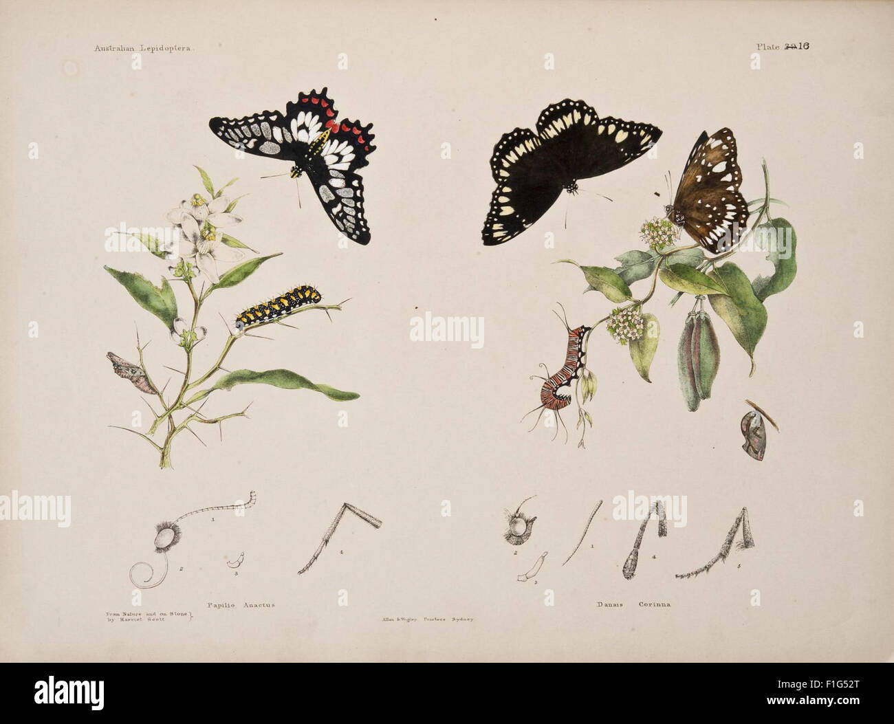 This work on Australian lepidoptera explores the life cycles and ...