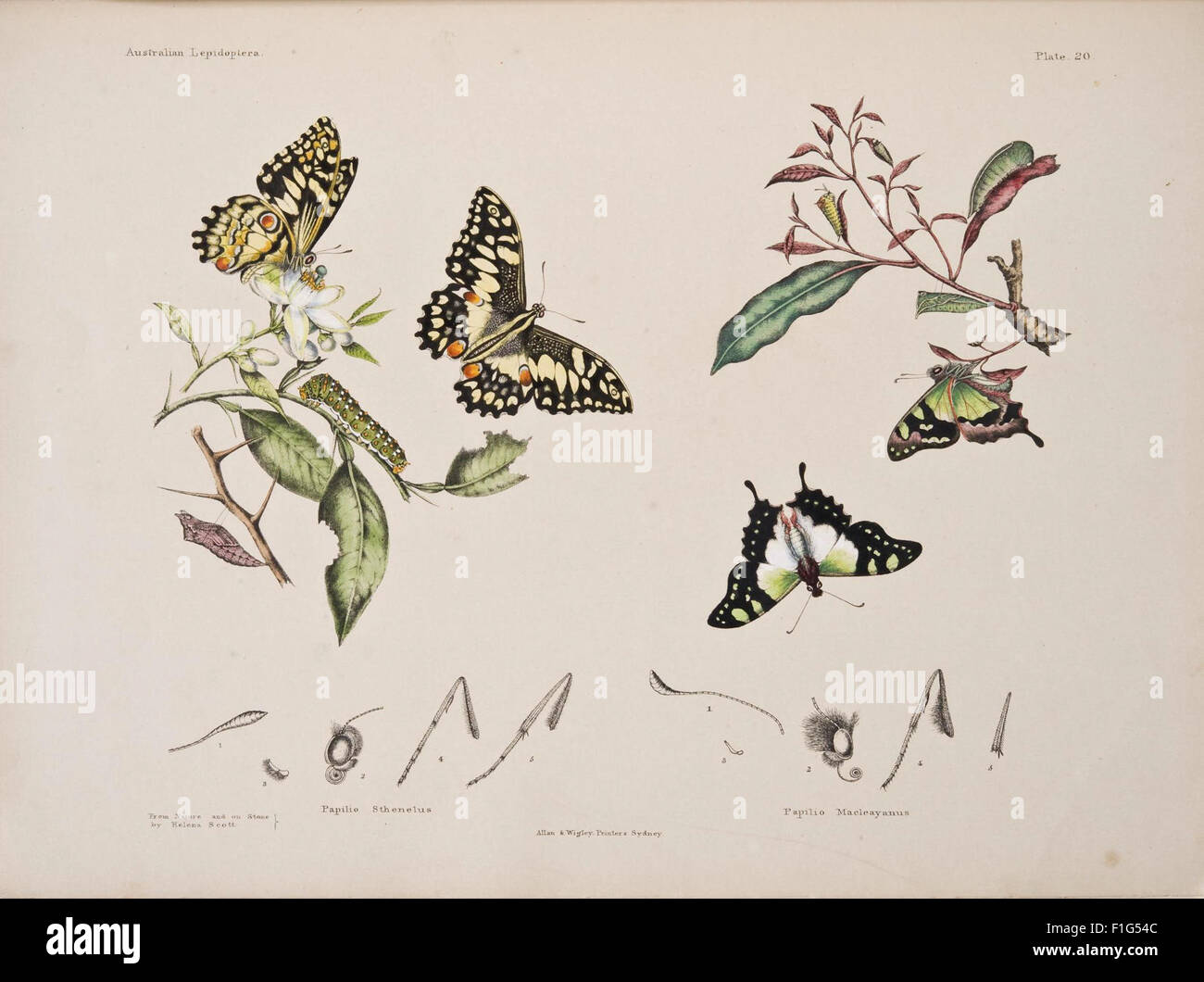 'Australian Lepidoptera and Their Transformations' focuses on the ...