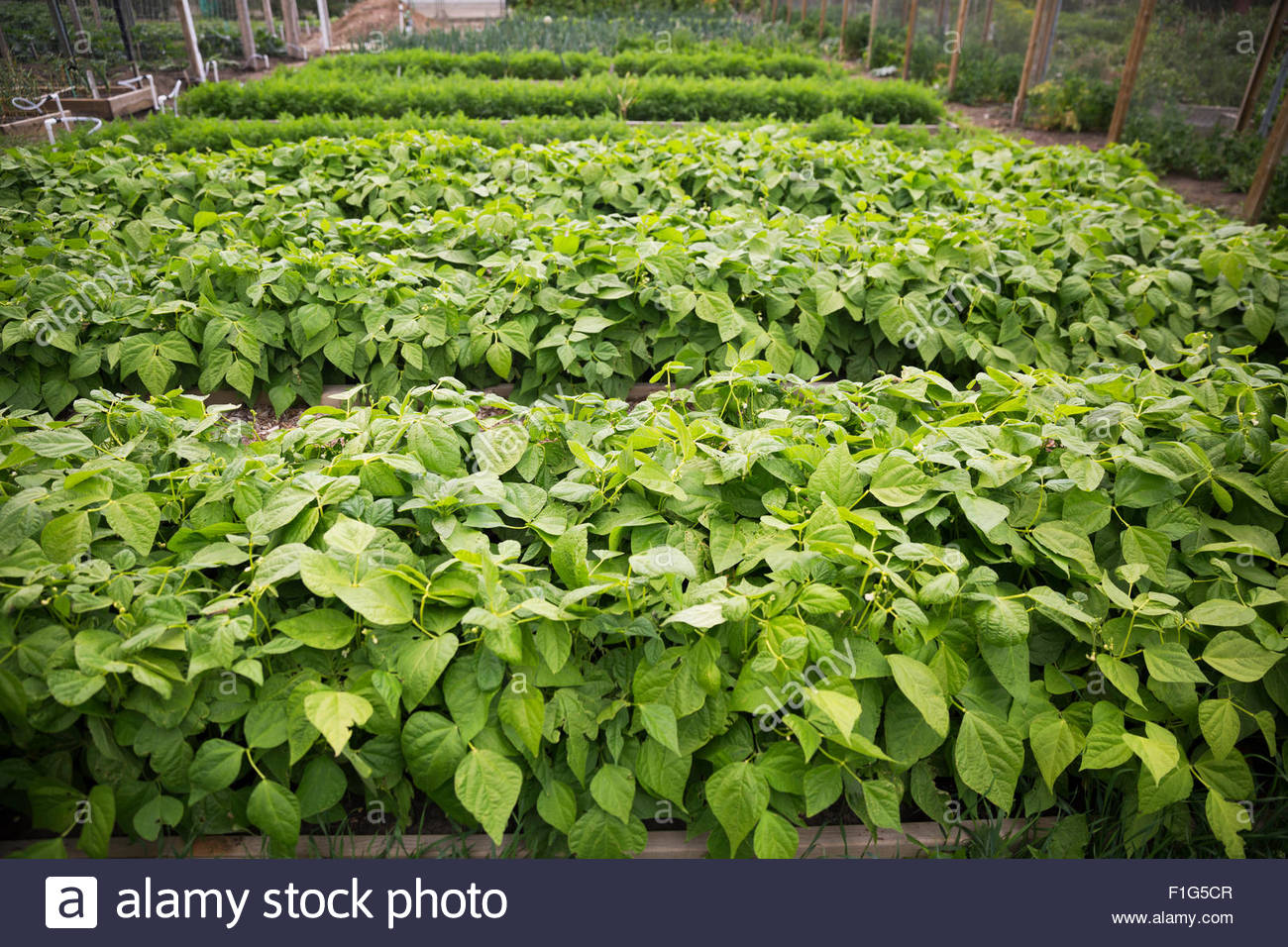 Plants growing in rows in garden Stock Photo - Alamy