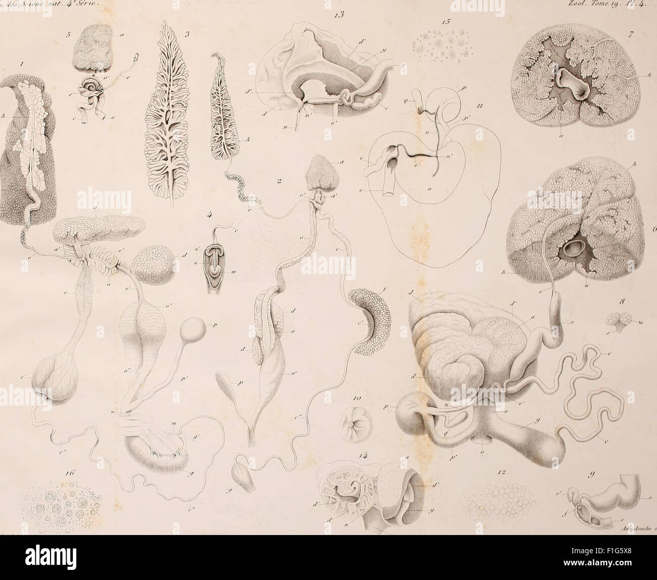 A 1863 research work on the reproductive system of gastropod mollusks ...