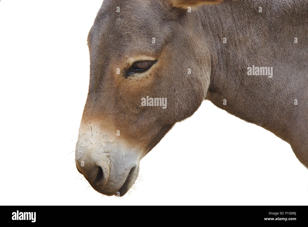 Close up of a donkey head isolated on white background Stock Photo - Alamy