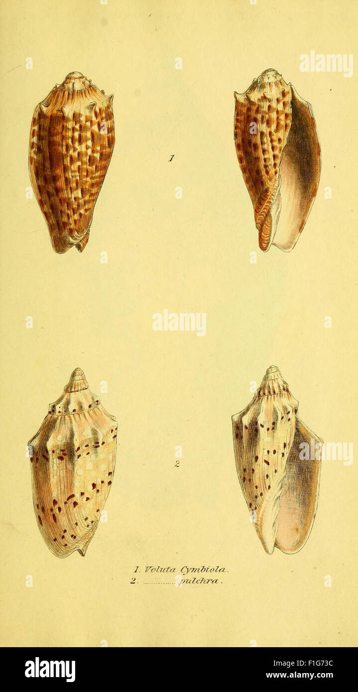 *A Catalogue of the Shells* from the collection of the late Earl of ...