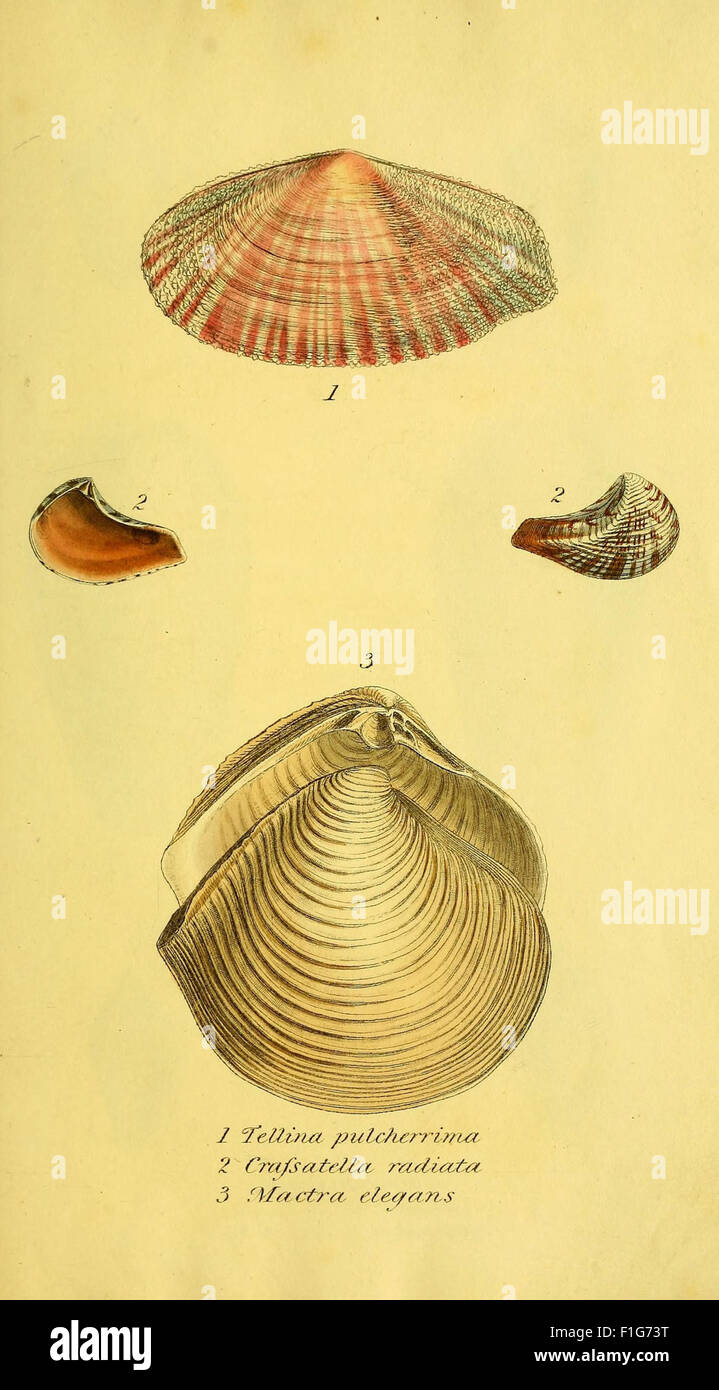 This catalog features shells from the collection of the late Earl of ...