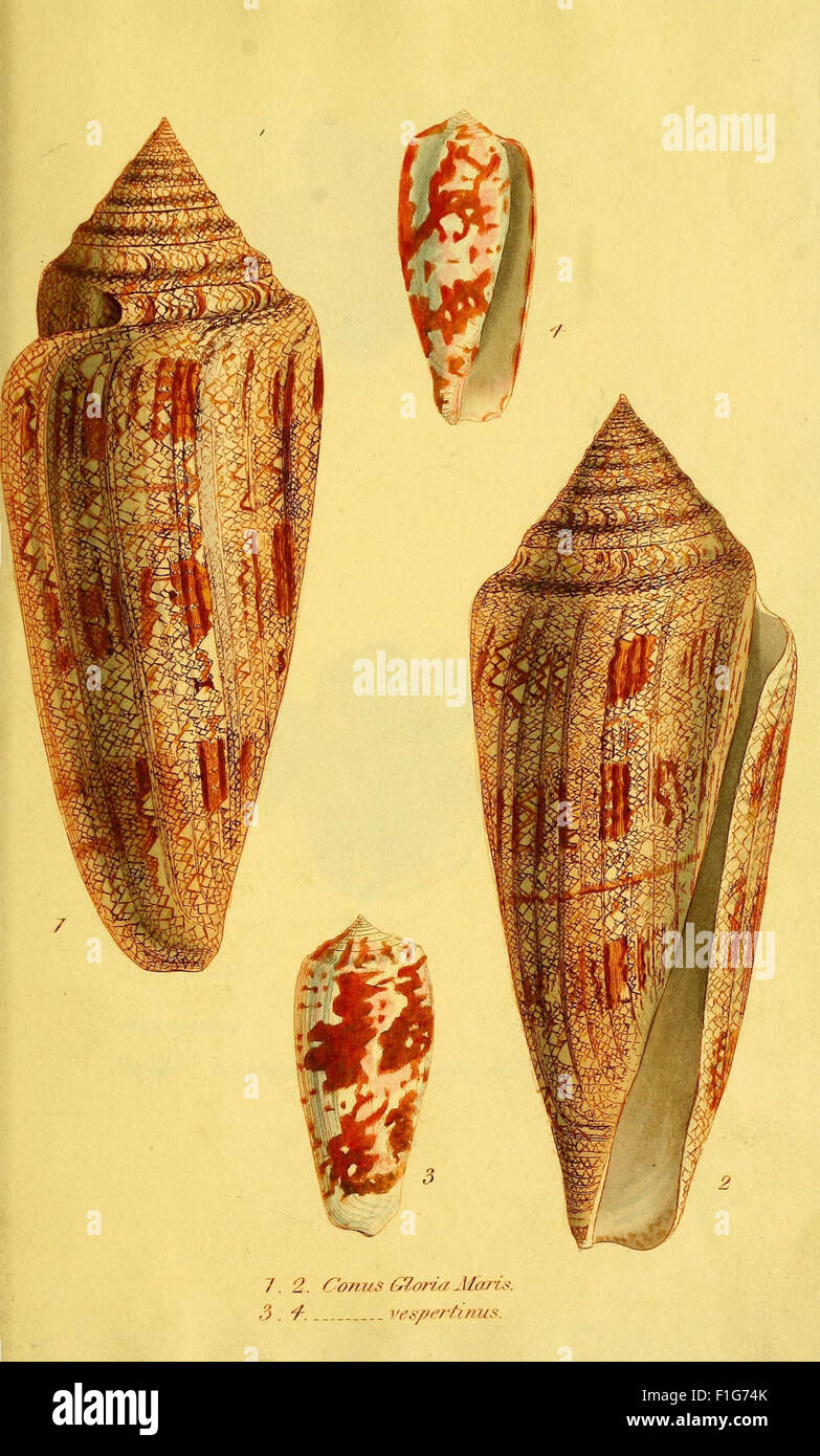 This catalog documents the shell collection of the late Earl of ...