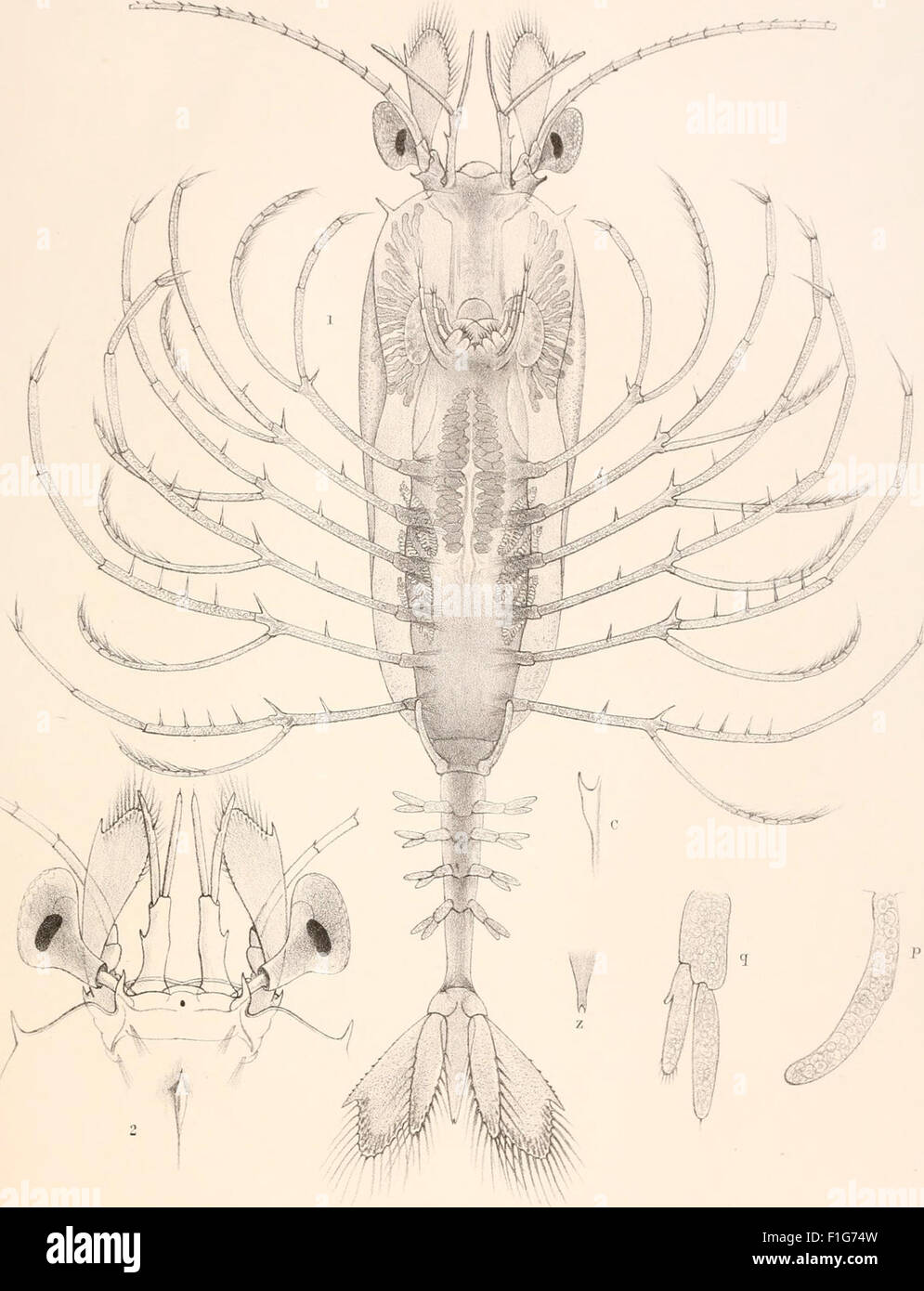 Report on the scientific results of the voyage of H.M.S. Challenger ...