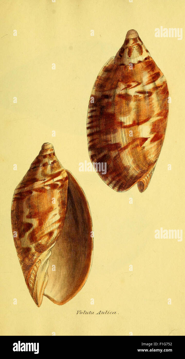 This catalog details the shell collection of the late Earl of ...