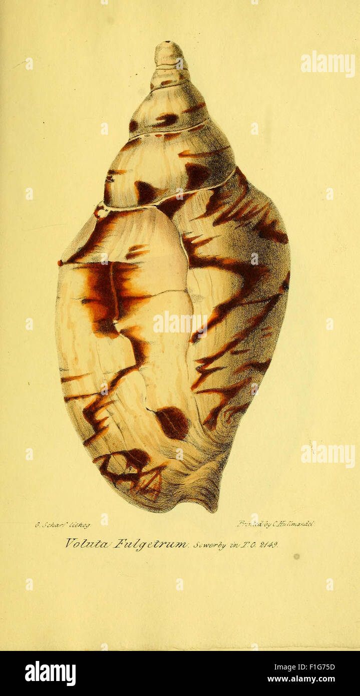 This catalogue lists the shells from the late Earl of Tankerville’s ...
