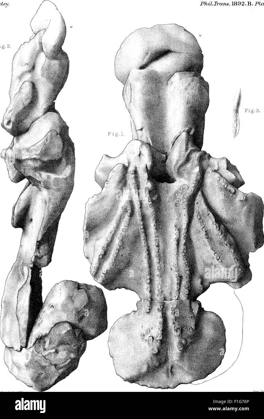 A 1892 research study exploring the structure, classification, and ...