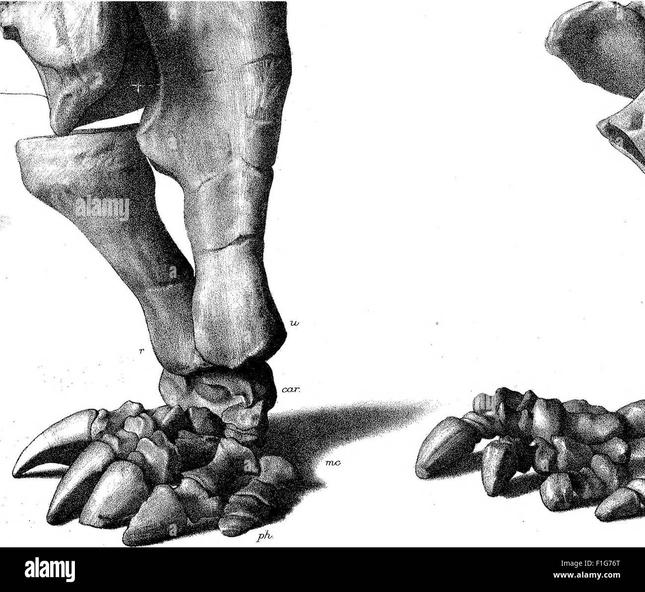 Pareiasaurus Stock Photos & Pareiasaurus Stock Images - Alamy