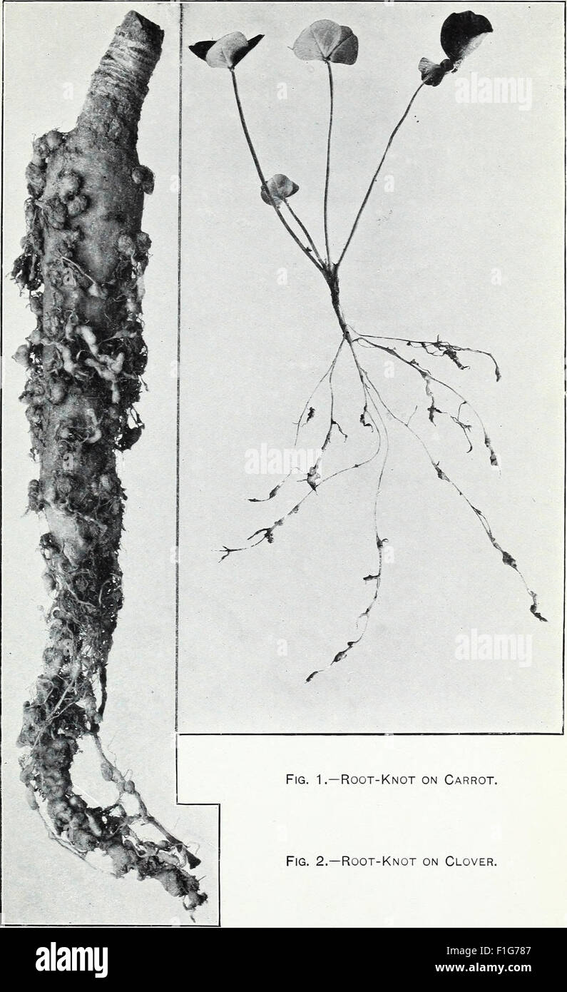Root-knot and its control (1911 Stock Photo - Alamy