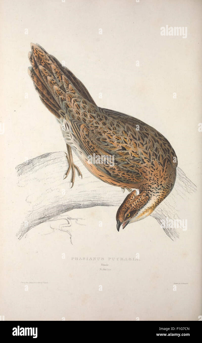 'A Century of Birds from the Himalaya Mountains' is a work showcasing ...