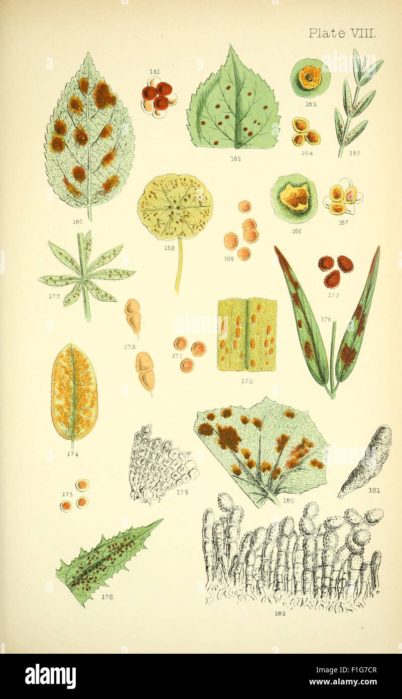 Phytopathogenic fungi hi-res stock photography and images - Alamy