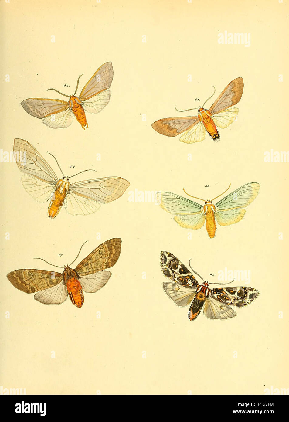 'Sammlung neuer oder wenig bekannter ausser-europäischer Schmetterlinge ...