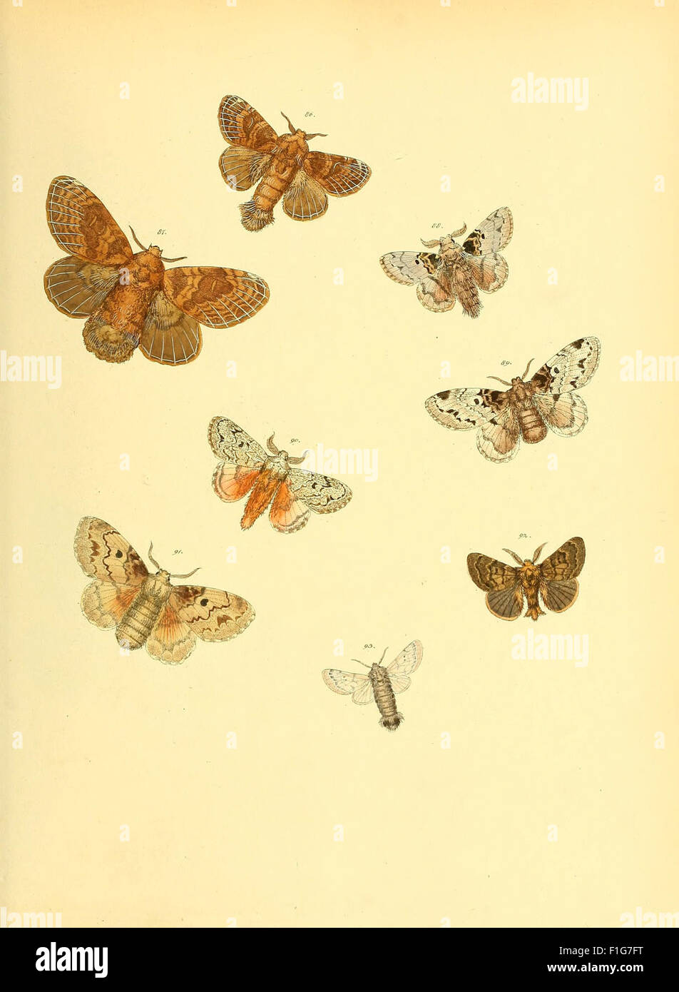 This historical work presents lesser-known butterflies from outside ...
