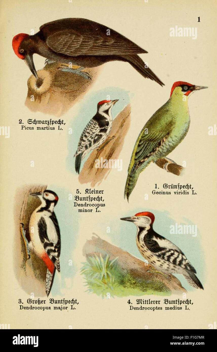 A small atlas detailing native birds of Europe, including illustrations ...