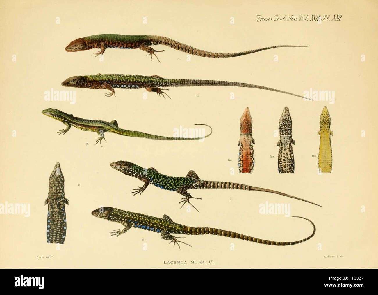 Detailed study of various lizard species hi-res stock photography and ...