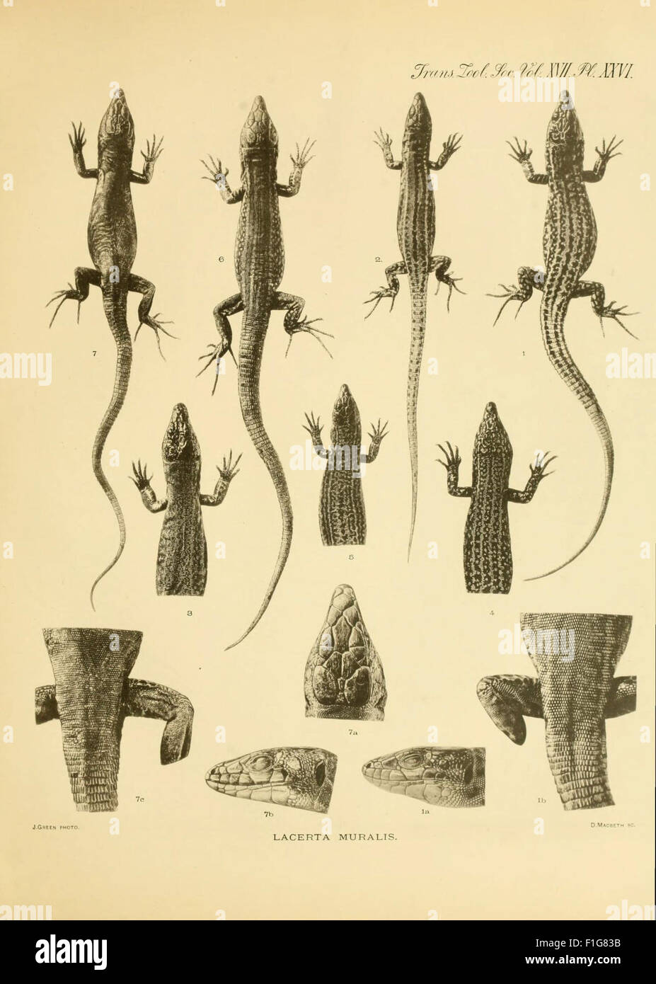 This study contributes to the understanding of the wall-lizard (Lacerta ...