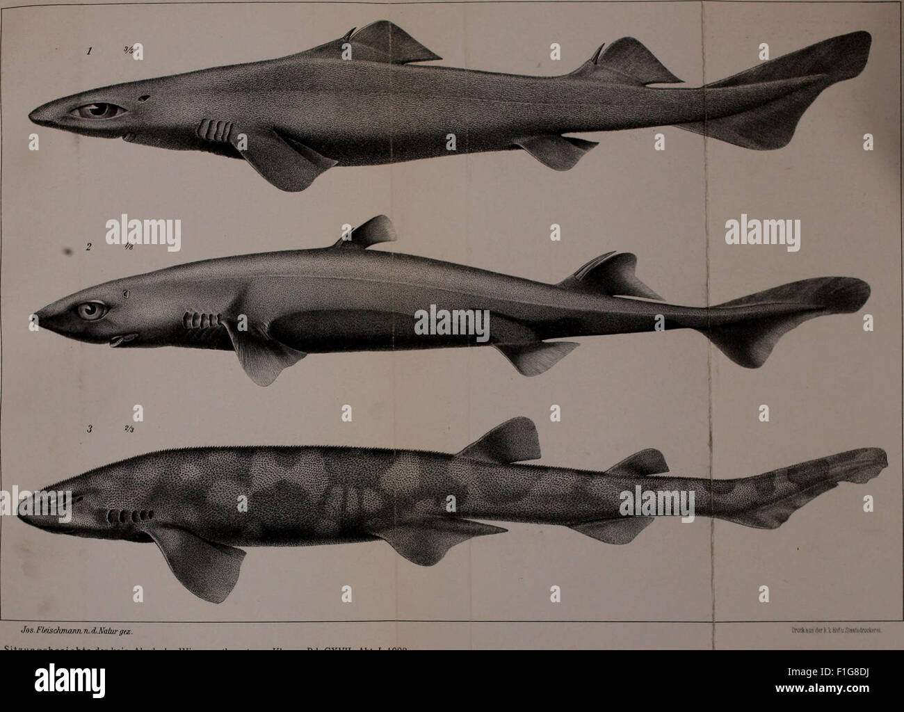 The 'Sitzungsberichte' (1908) is a scientific periodical documenting ...