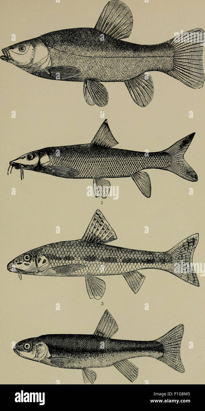A 1907 collection of various studies and papers compiled by the ...
