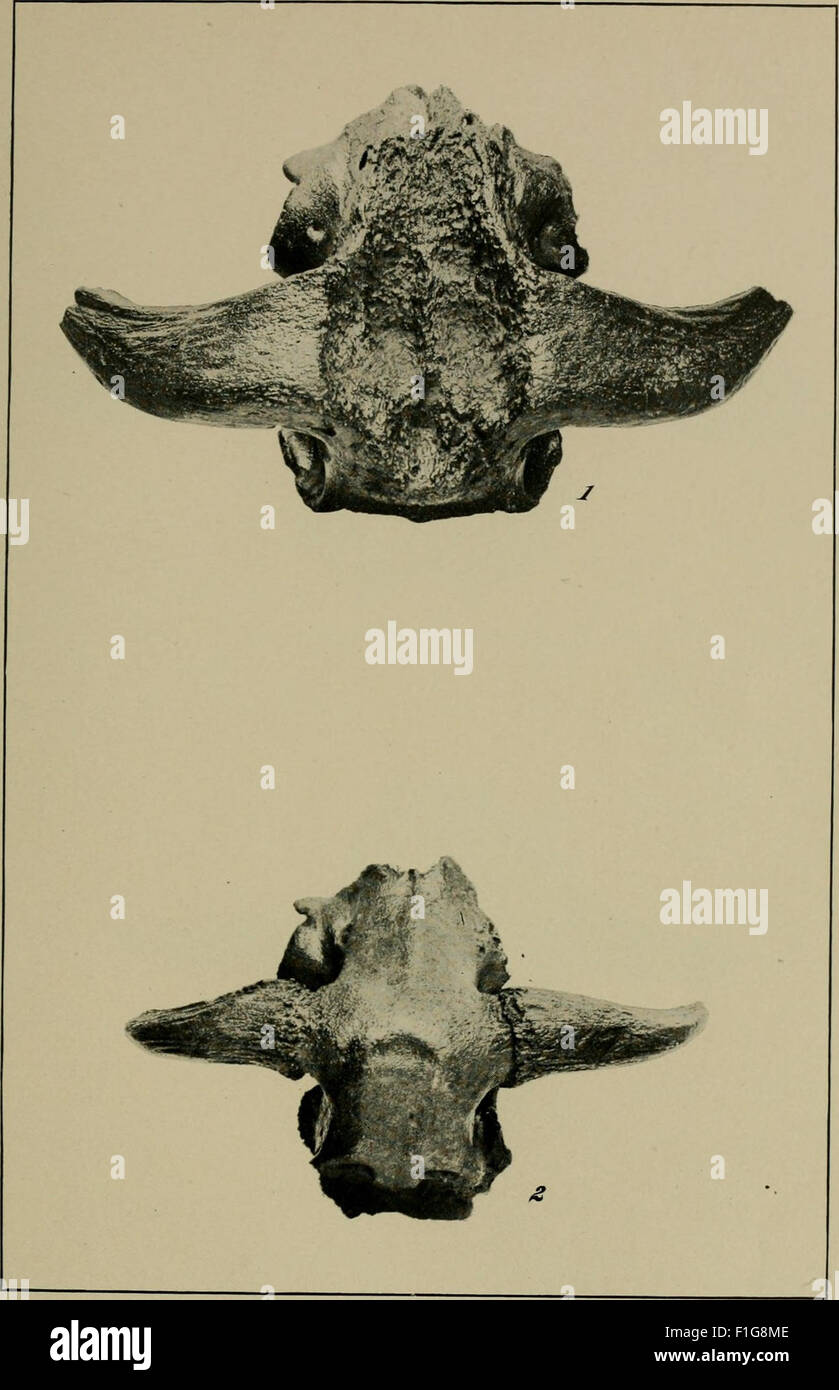 Smithsonian miscellaneous collections (1907 Stock Photo - Alamy