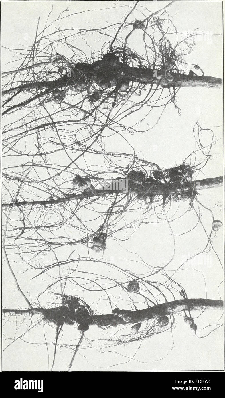 *Soil Inoculation for Legumes* (1905) explores the process of ...