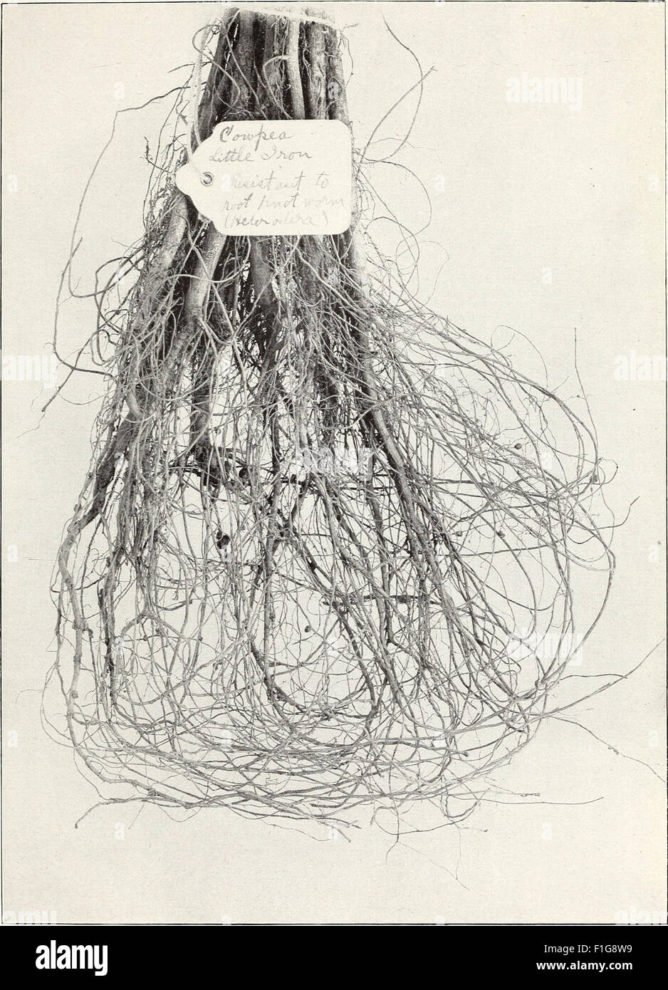 'Some Diseases of the Cowpea' (1902) examines common diseases that ...