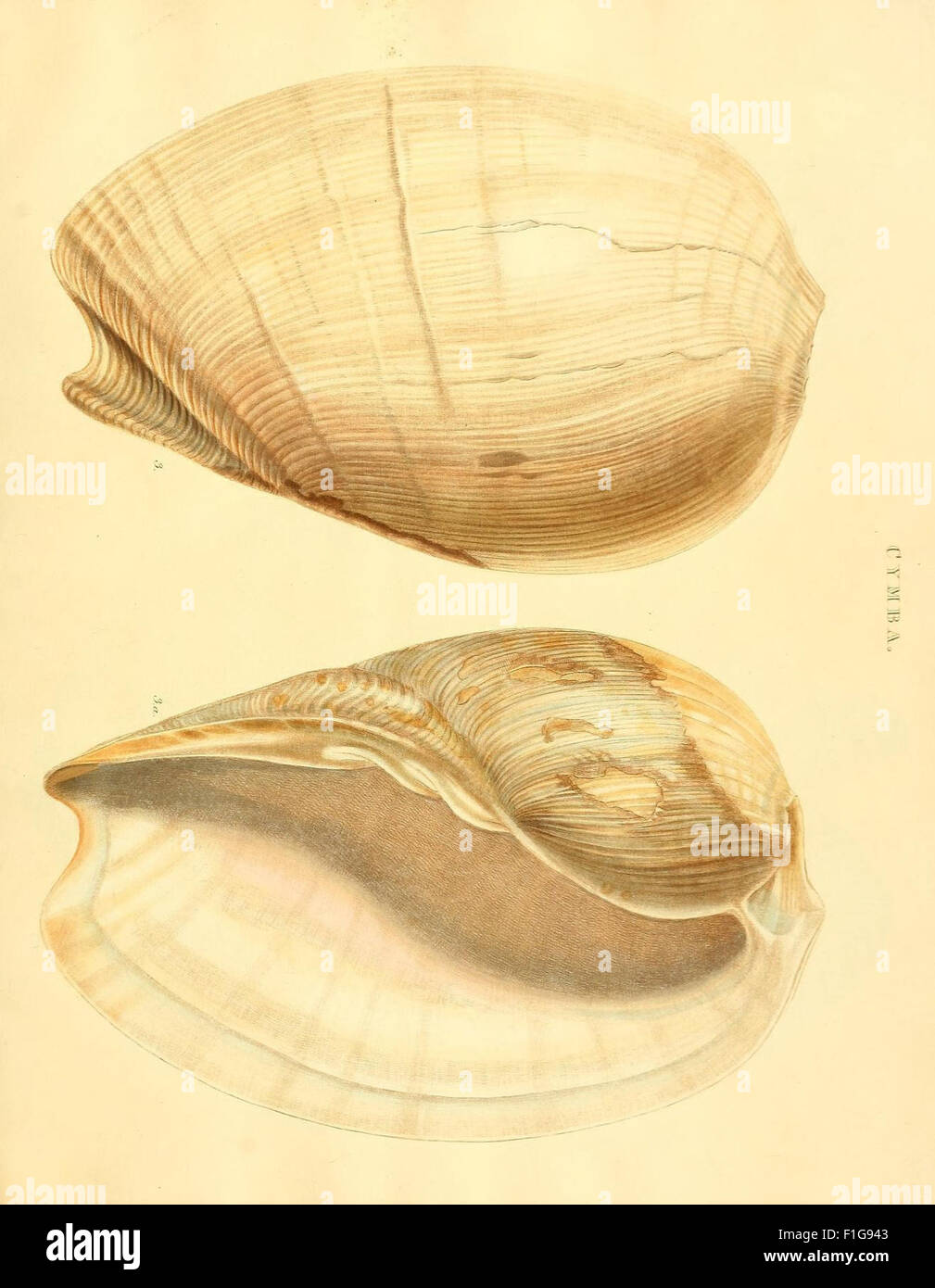 *Species Conchyliorum* is a work documenting various species of shells ...